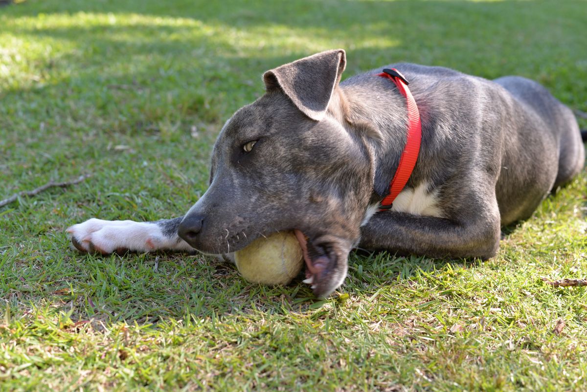 Microchipping | Animal Medical Center Brookhaven